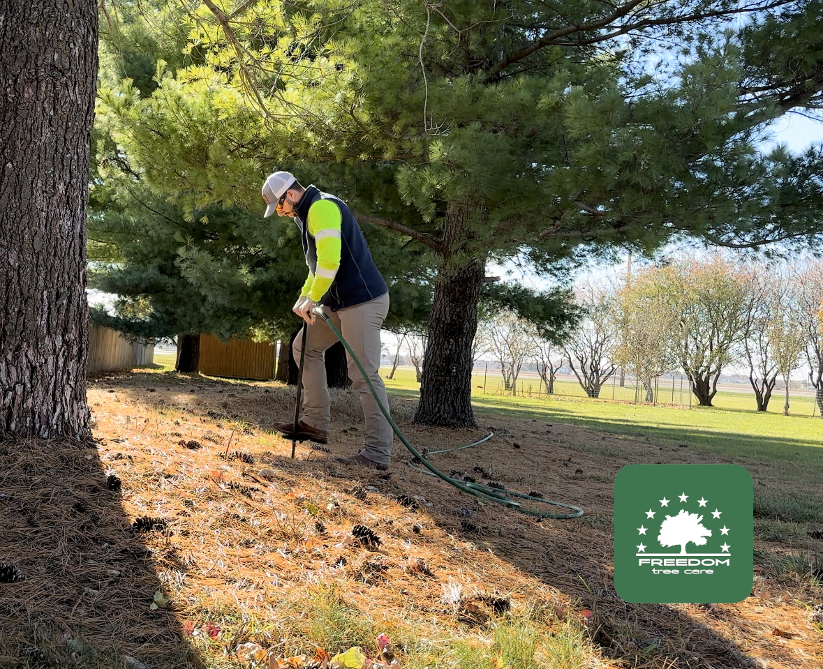 Professional Arborist Services in Grimes, IA - Freedom Tree Care